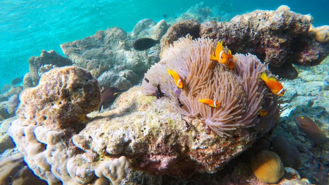 Cruising Cargados Carajos Shoal in the southwest Indian Ocean – Riviera ...